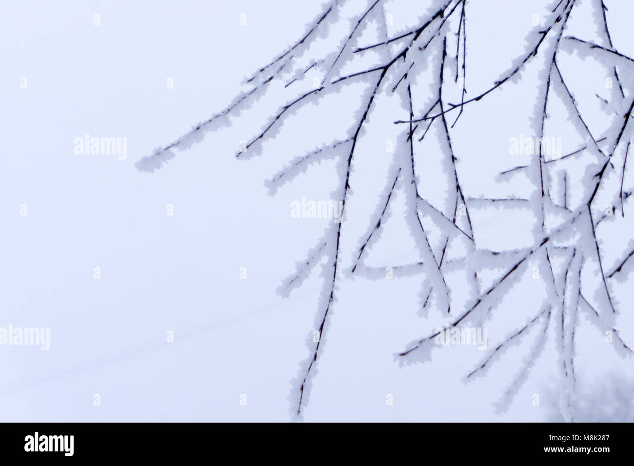 Shot of a dead bush with lush forest landscape in the background. The ...