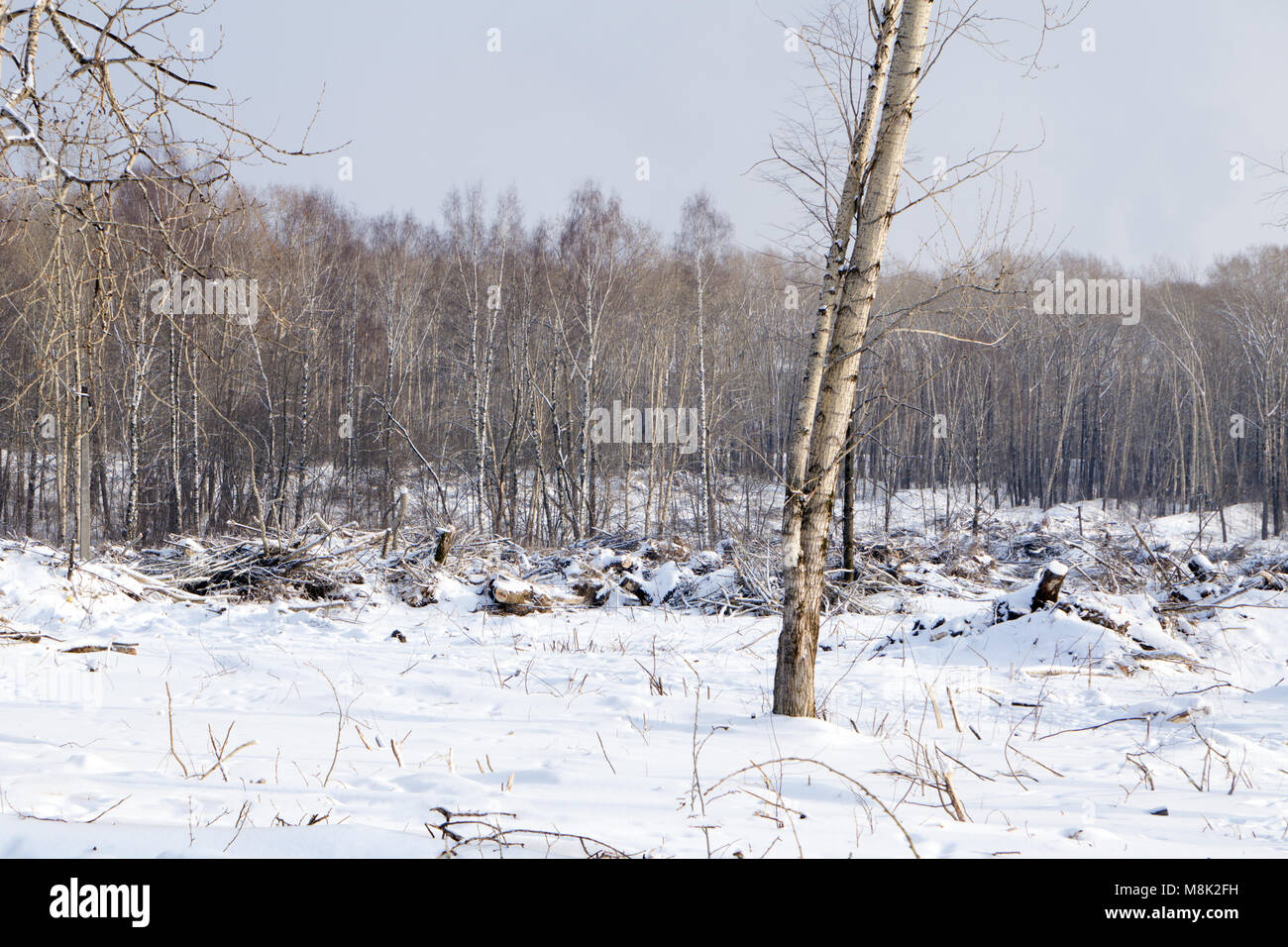 A fallen tree is rotting in the middle of the forest Stock Photo - Alamy