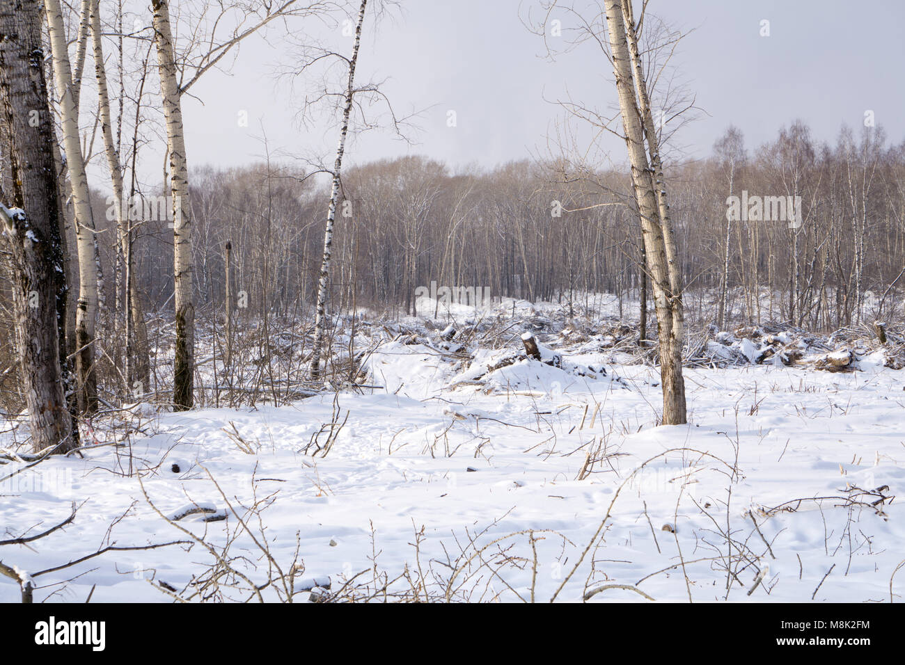 Snow covered dead tree trunk, collapsed and fallen over. Canadian ...