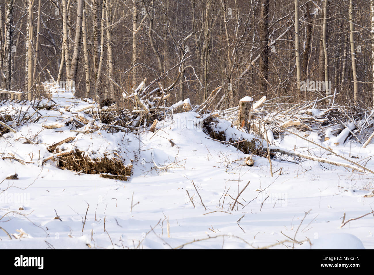 Broken tree under the snow Stock Photo - Alamy