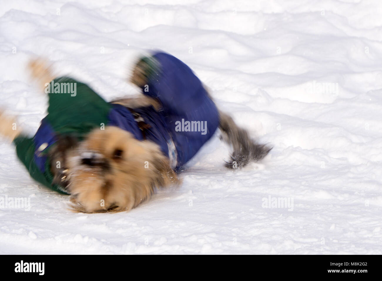 Yorkie witch riding a broomstick Stock Photo - Alamy