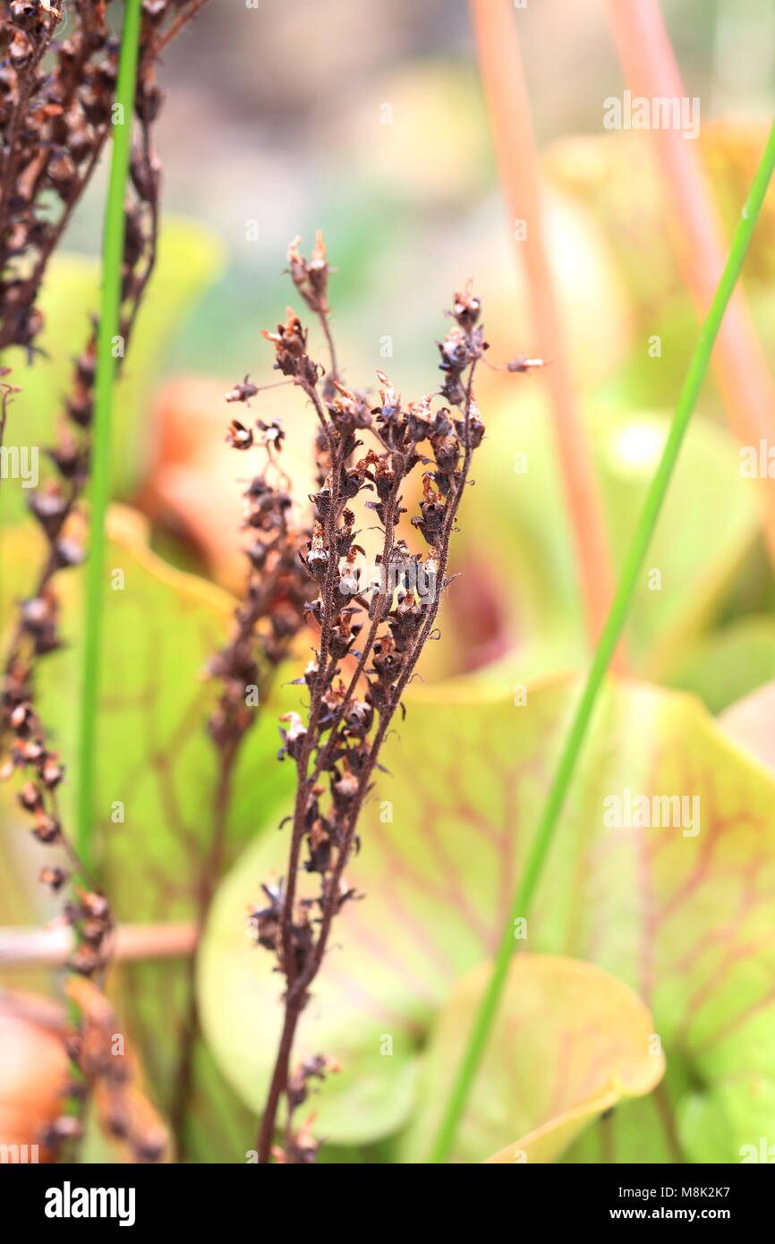 Drosera Capensis Seedling