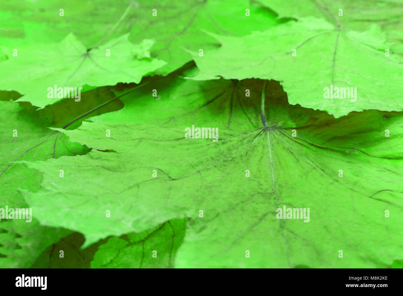 leaves on an old paper manuscript materials object october old Stock ...