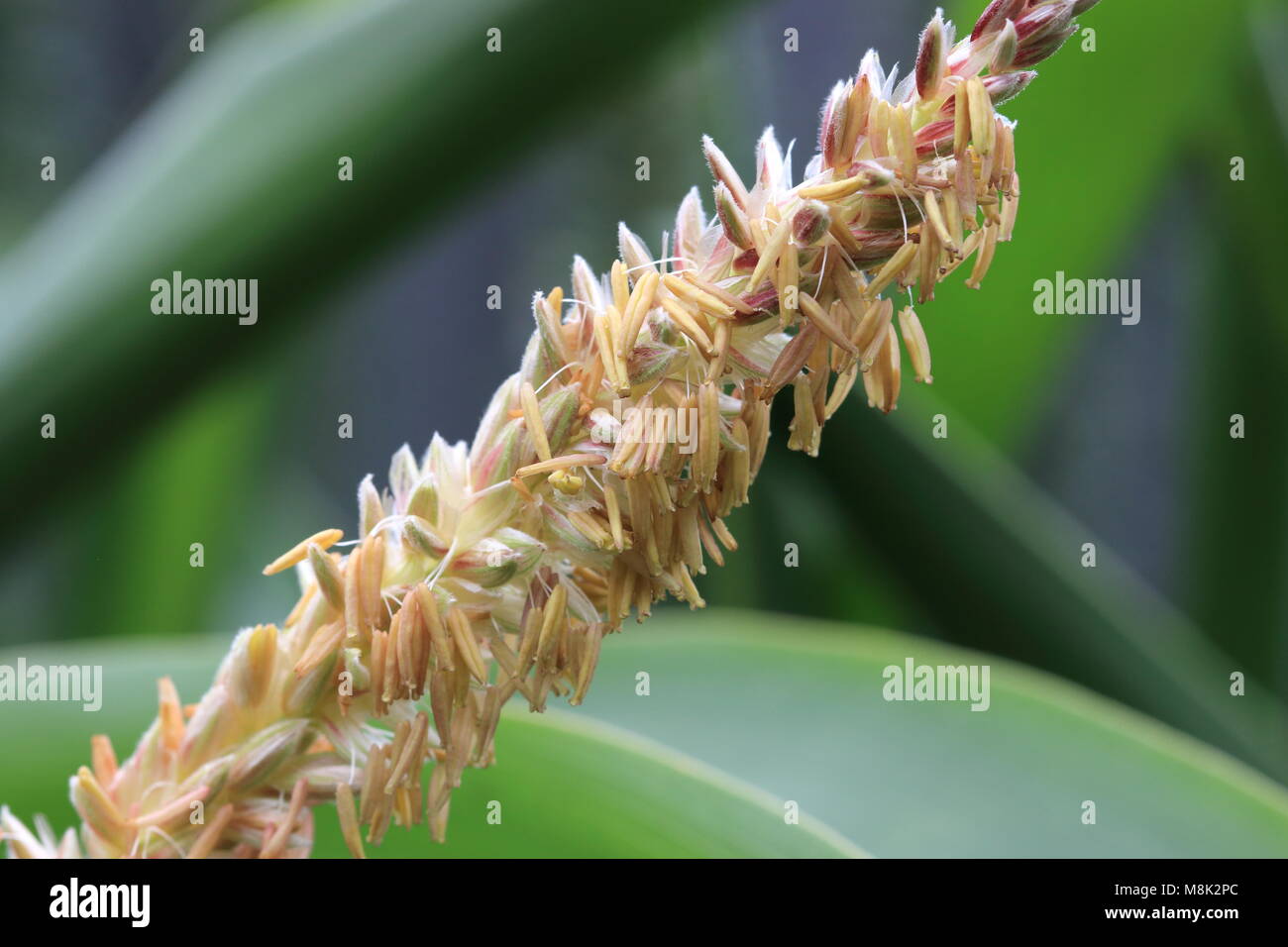Corn pollination hi-res stock photography and images - Alamy
