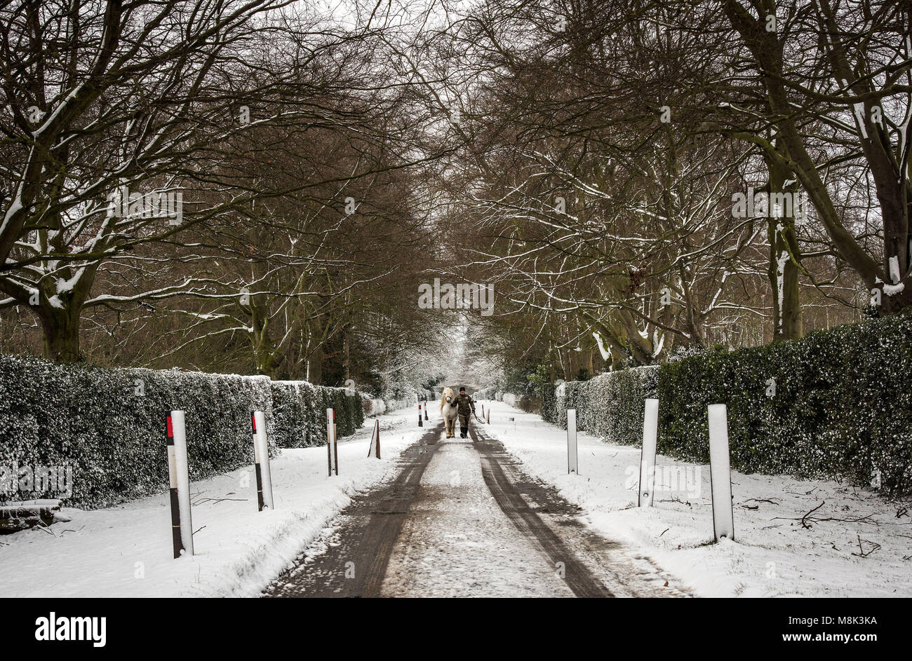 A staff member from Whatton Manor Stud leads a horse in the snow in the ...