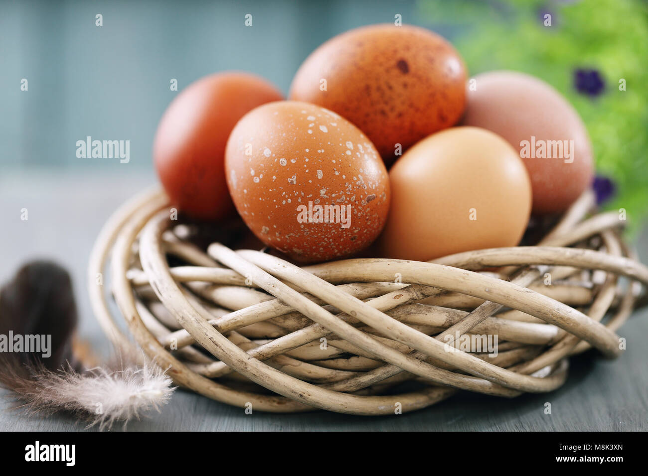 nest with eggs Stock Photo - Alamy