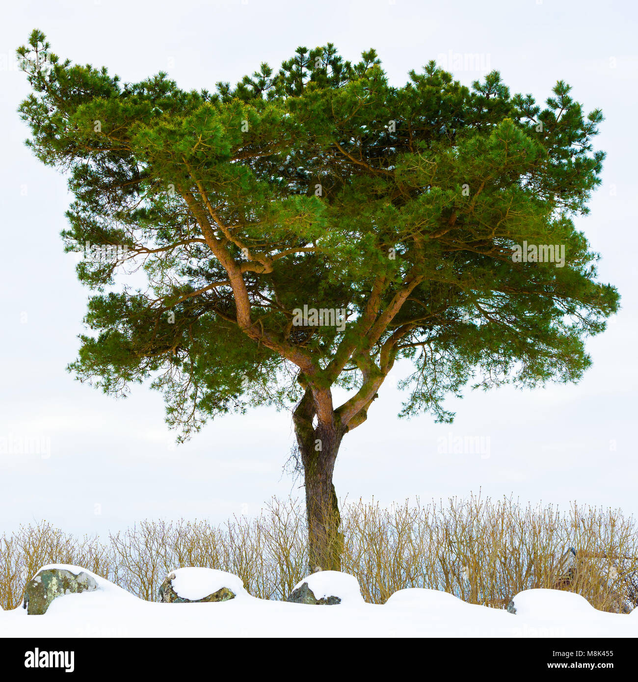 Pine tree green hi-res stock photography and images - Alamy