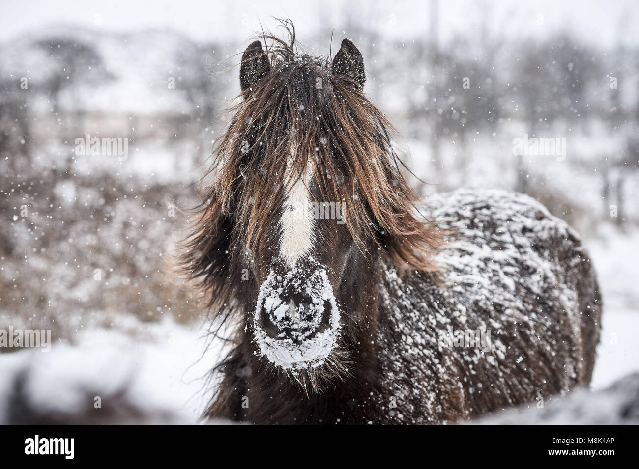 Horses are covered in snow on the hills surrounding Merthyr Tydfil in ...