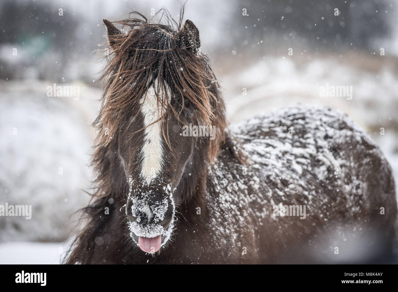 Horses are covered in snow on the hills surrounding Merthyr Tydfil in ...