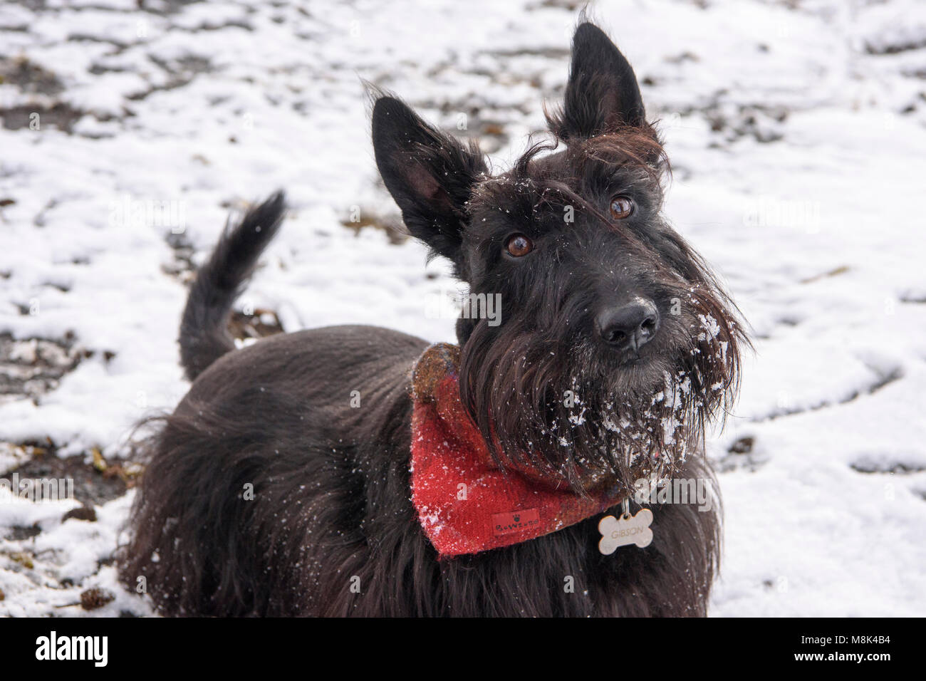 Scottie Dog Douglas in the snow in Glasgow, as the wintry snap dubbed ...