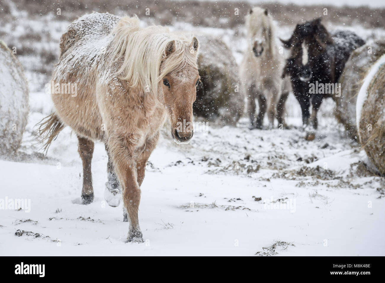 Horses are covered in snow on the hills surrounding Merthyr Tydfil in ...