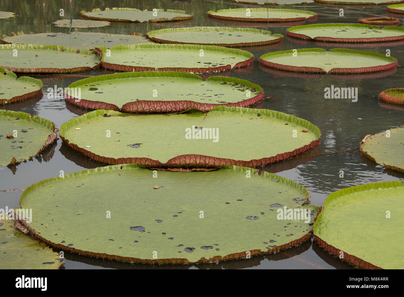 Nymphaeaceae is the Mexican water lily, native to the Gulf Coast of ...