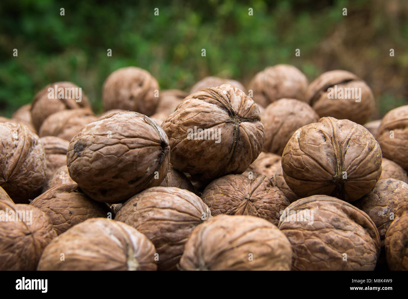 Natural walnut in shell Stock Photo - Alamy