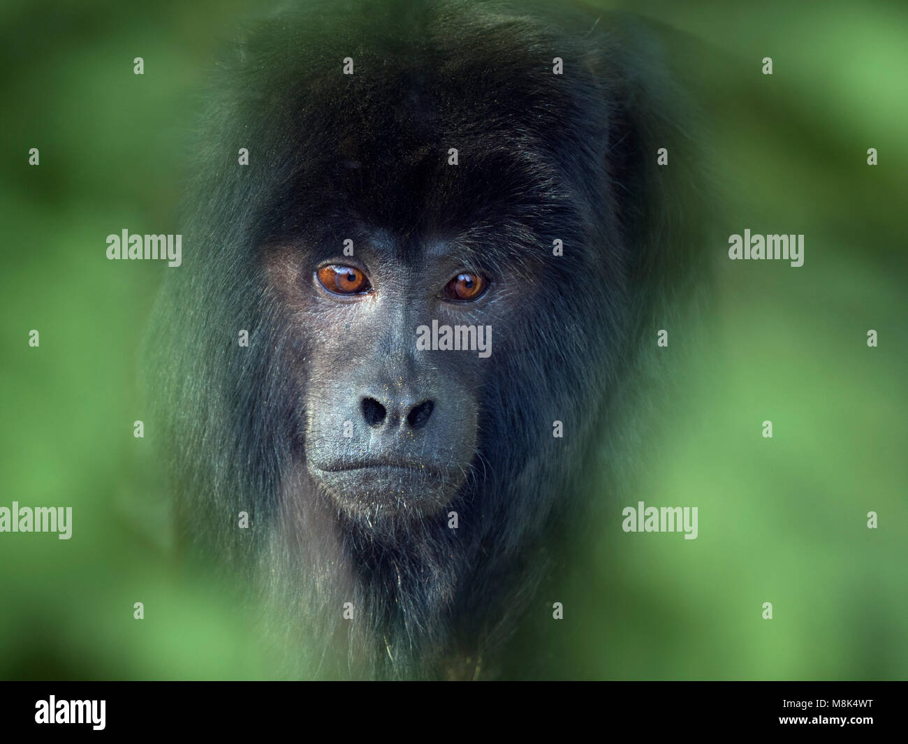 Black and gold howler monkey hi-res stock photography and images - Alamy