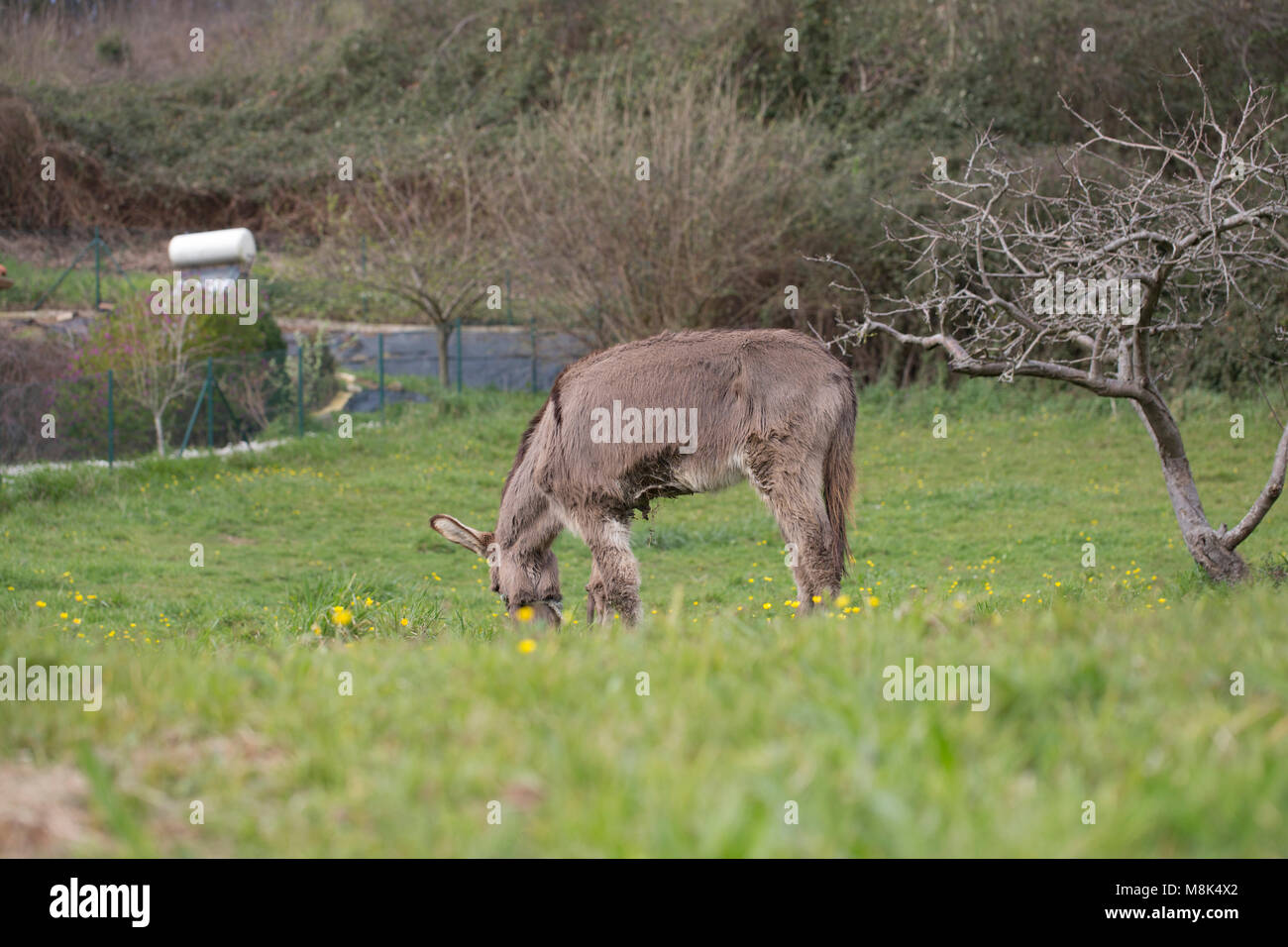 A donkey is eating Stock Photo - Alamy