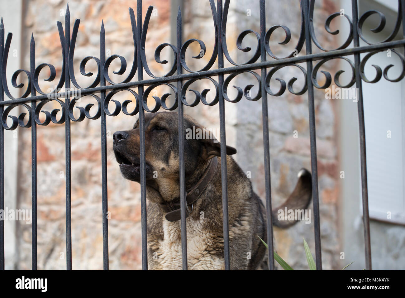 A mastiff is barking Stock Photo - Alamy