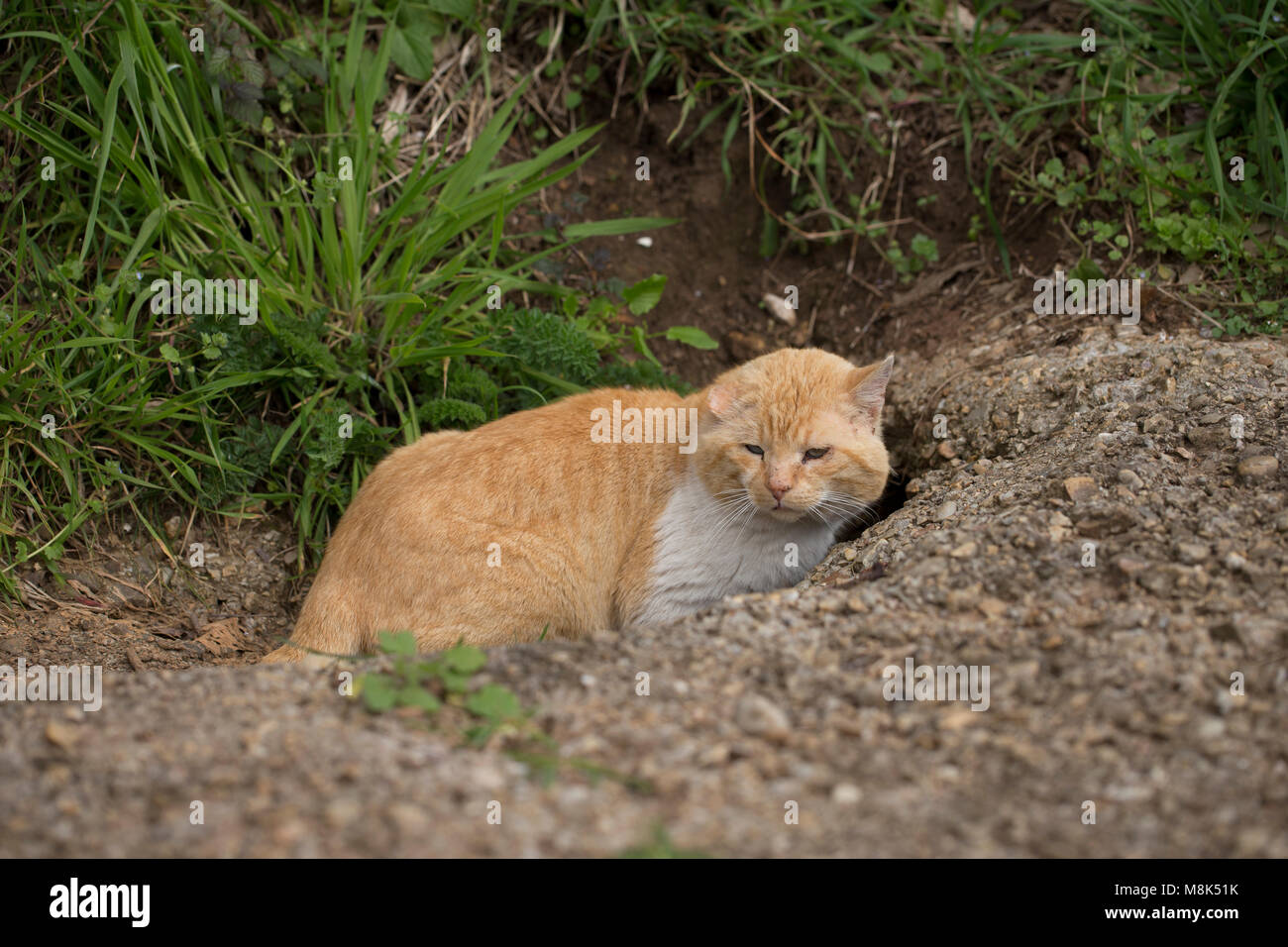 Cat without ear is hidden Stock Photo - Alamy