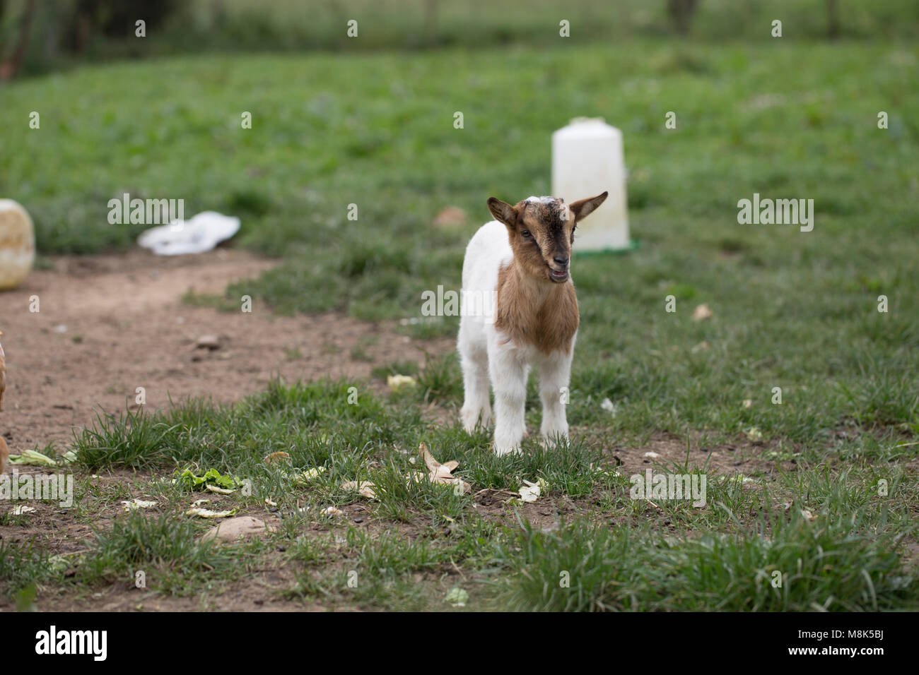 African goat farming hi-res stock photography and images - Alamy