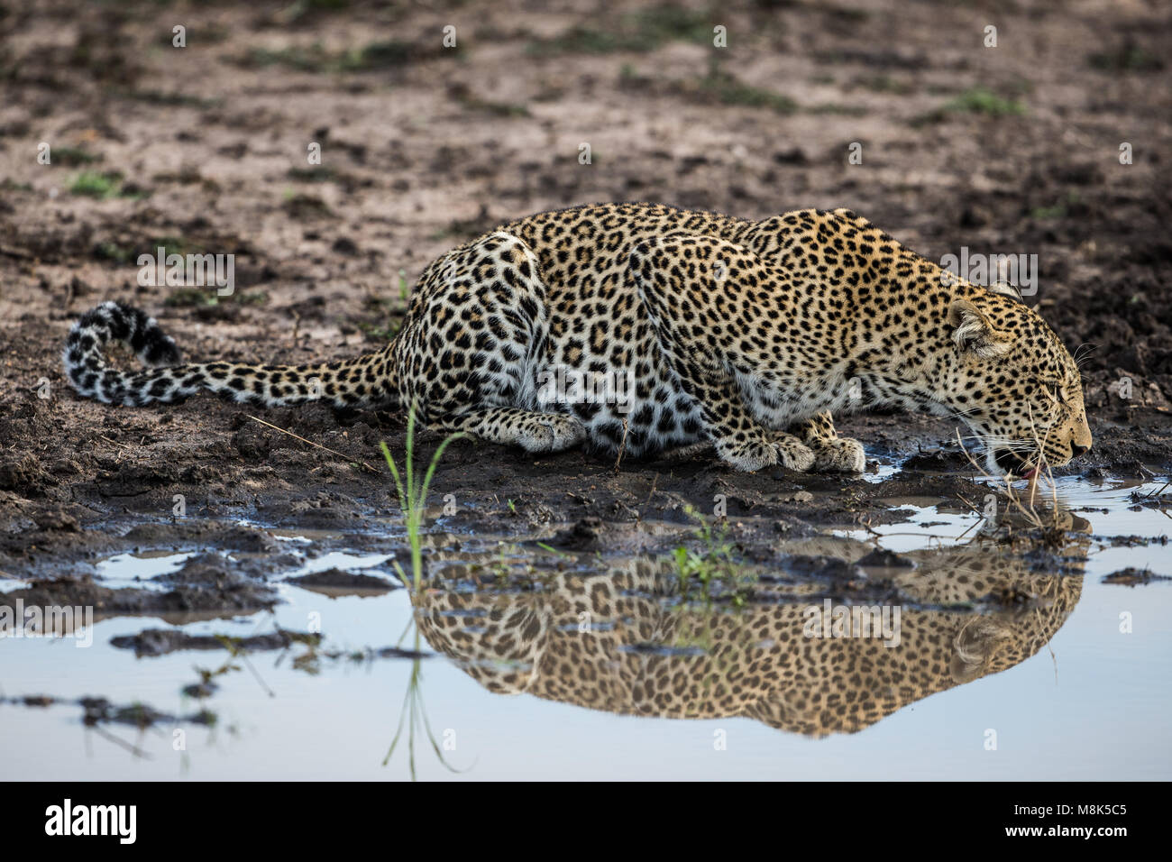 Leopard predators hi-res stock photography and images - Alamy