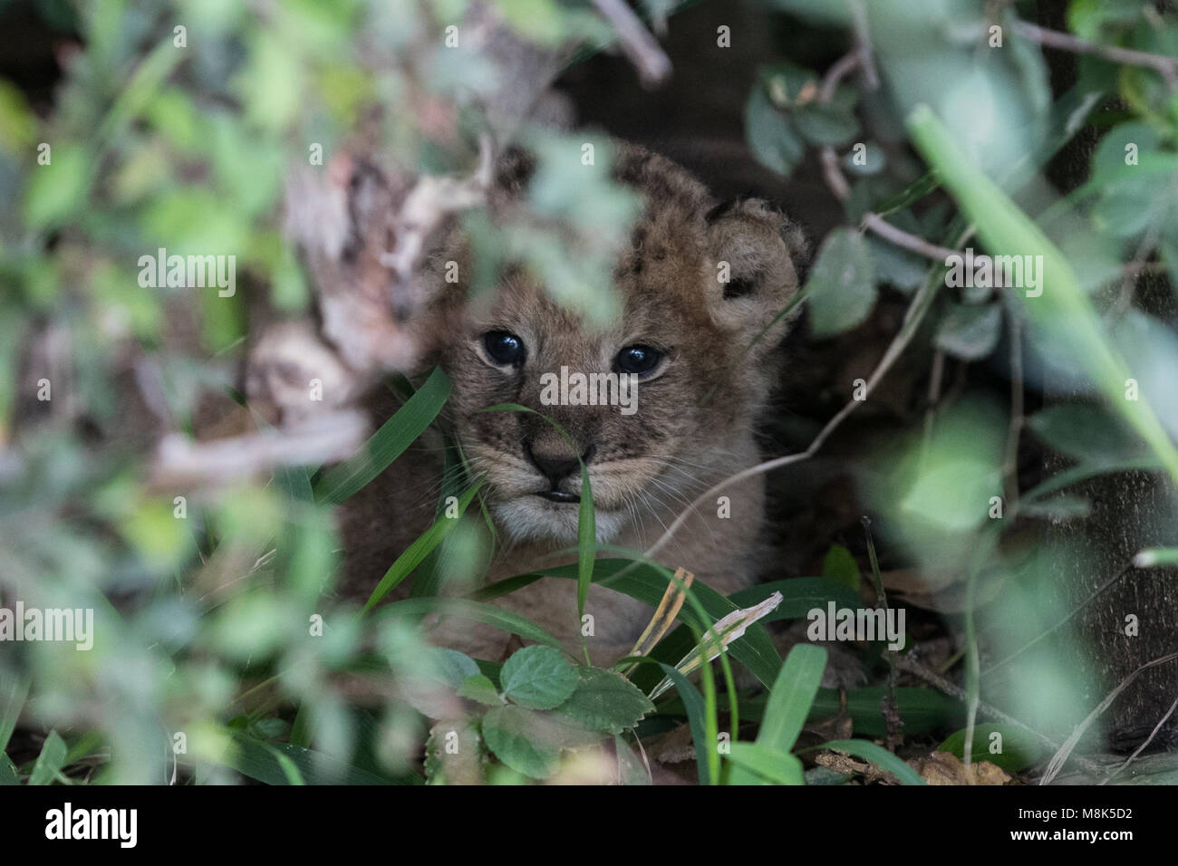 Hide Out High Resolution Stock Photography and Images - Alamy