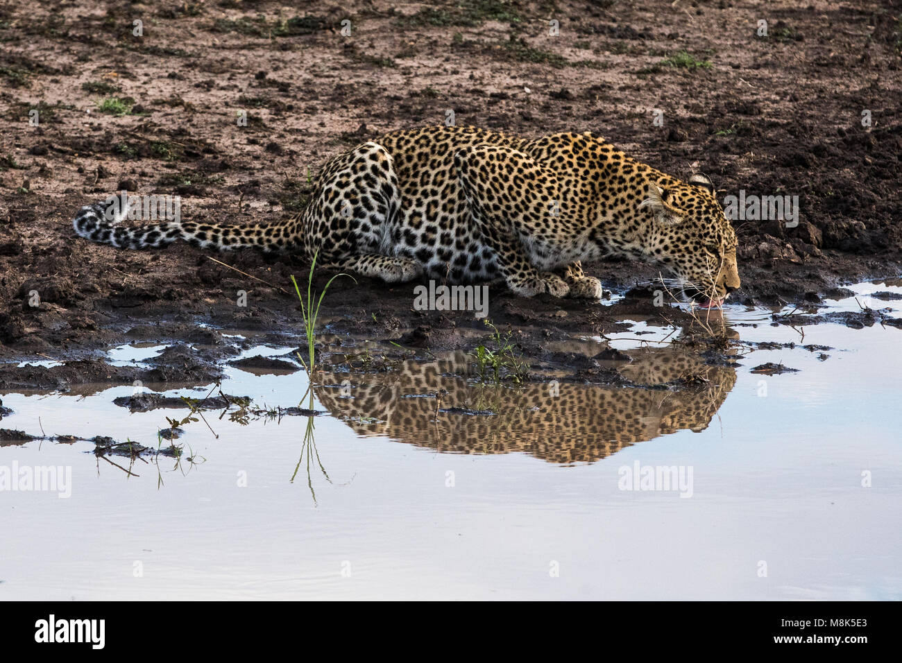 Leopard Predators High Resolution Stock Photography and Images - Alamy