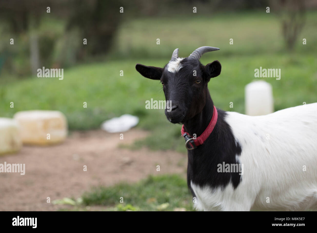 African goat breed hi-res stock photography and images - Alamy