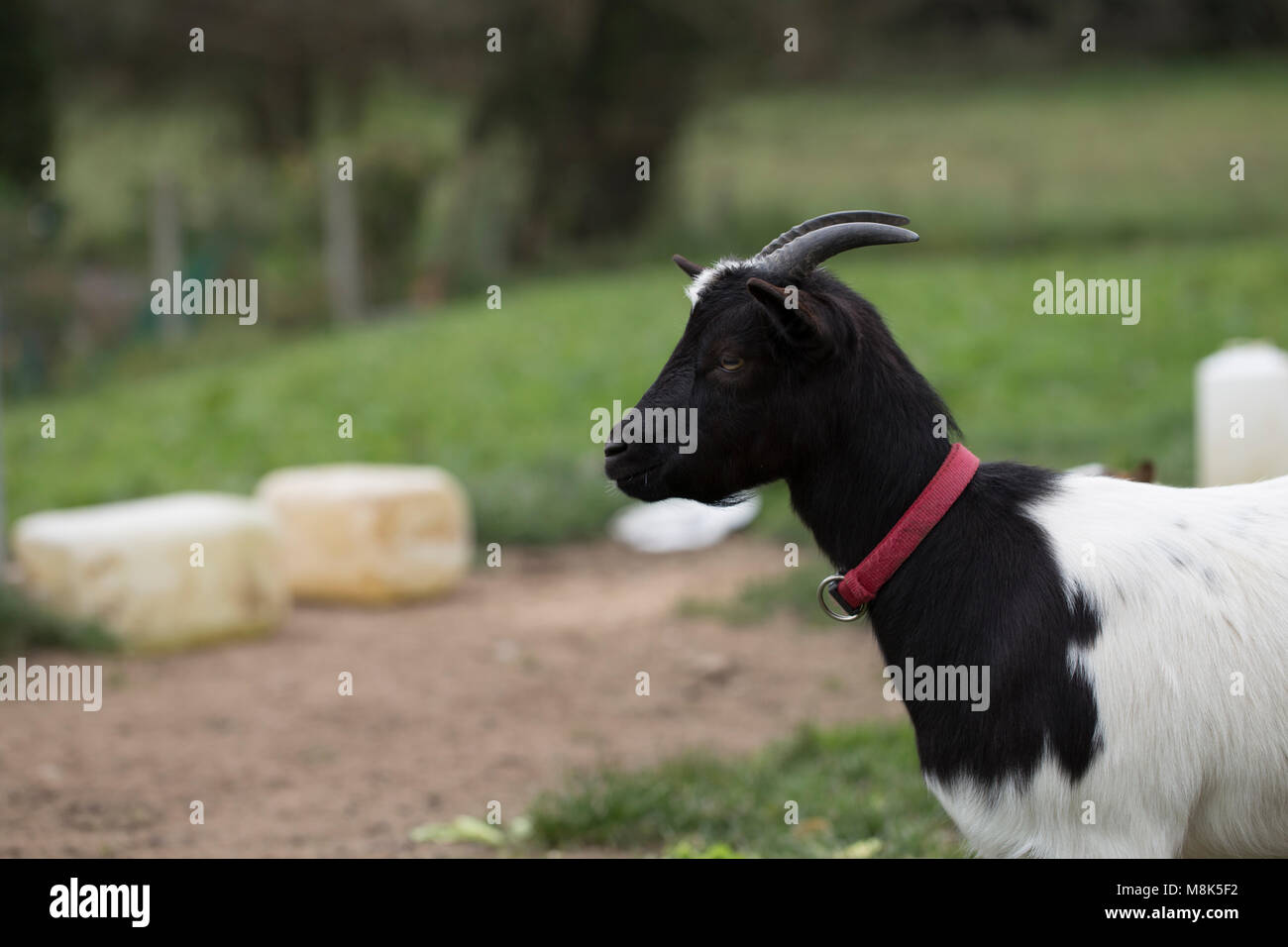 African goat village hi-res stock photography and images - Alamy
