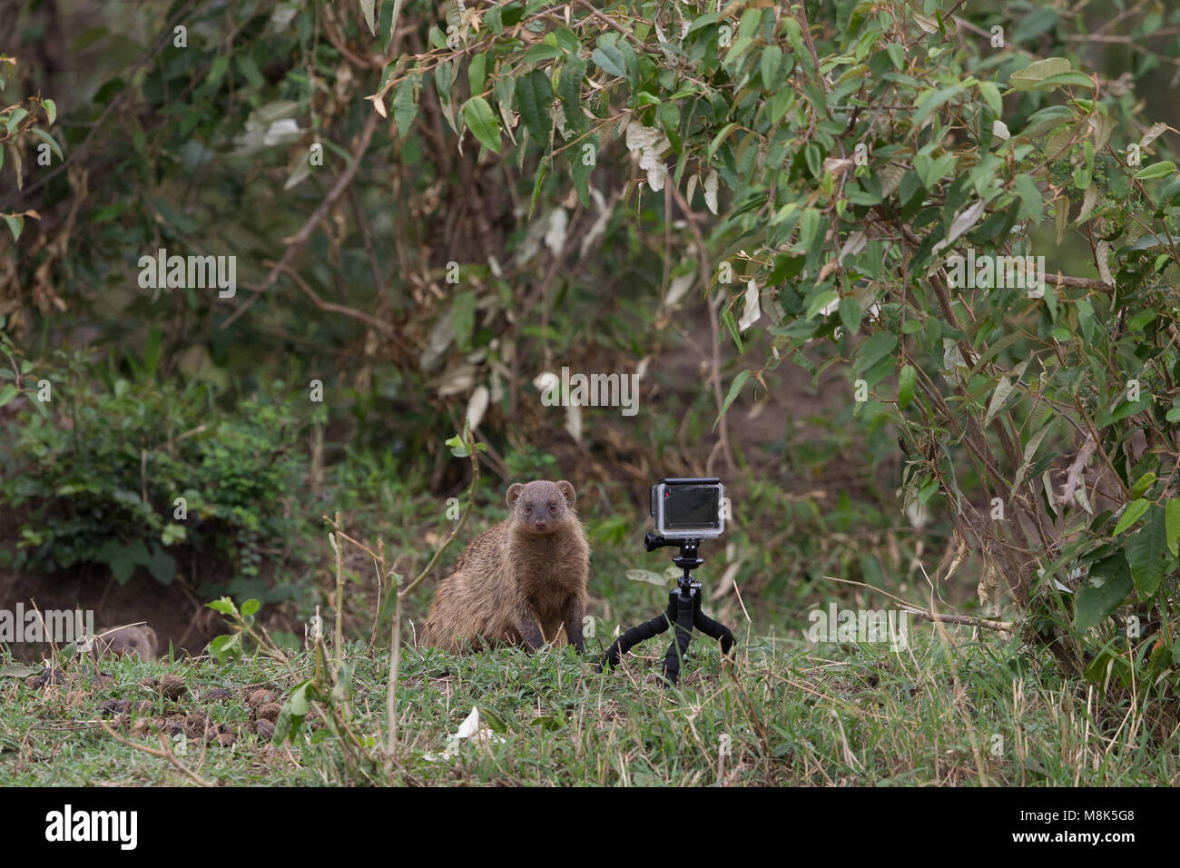 Mongoose meets go pro Stock Photo - Alamy