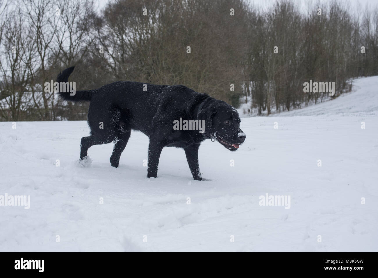 A black labrador dog playing in the snow with snow on his nose Stock ...