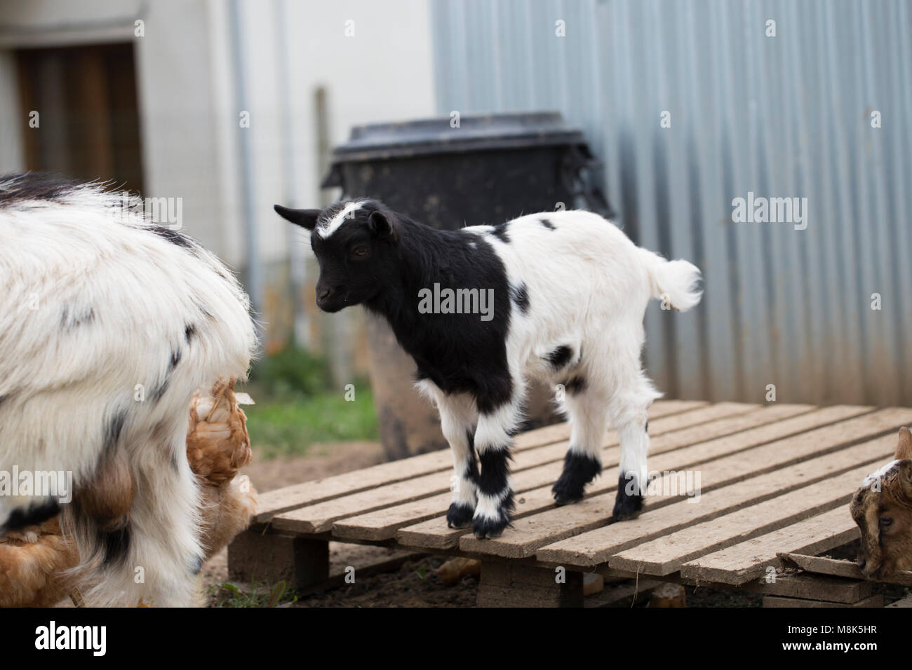 African pygmy goat Stock Photo - Alamy