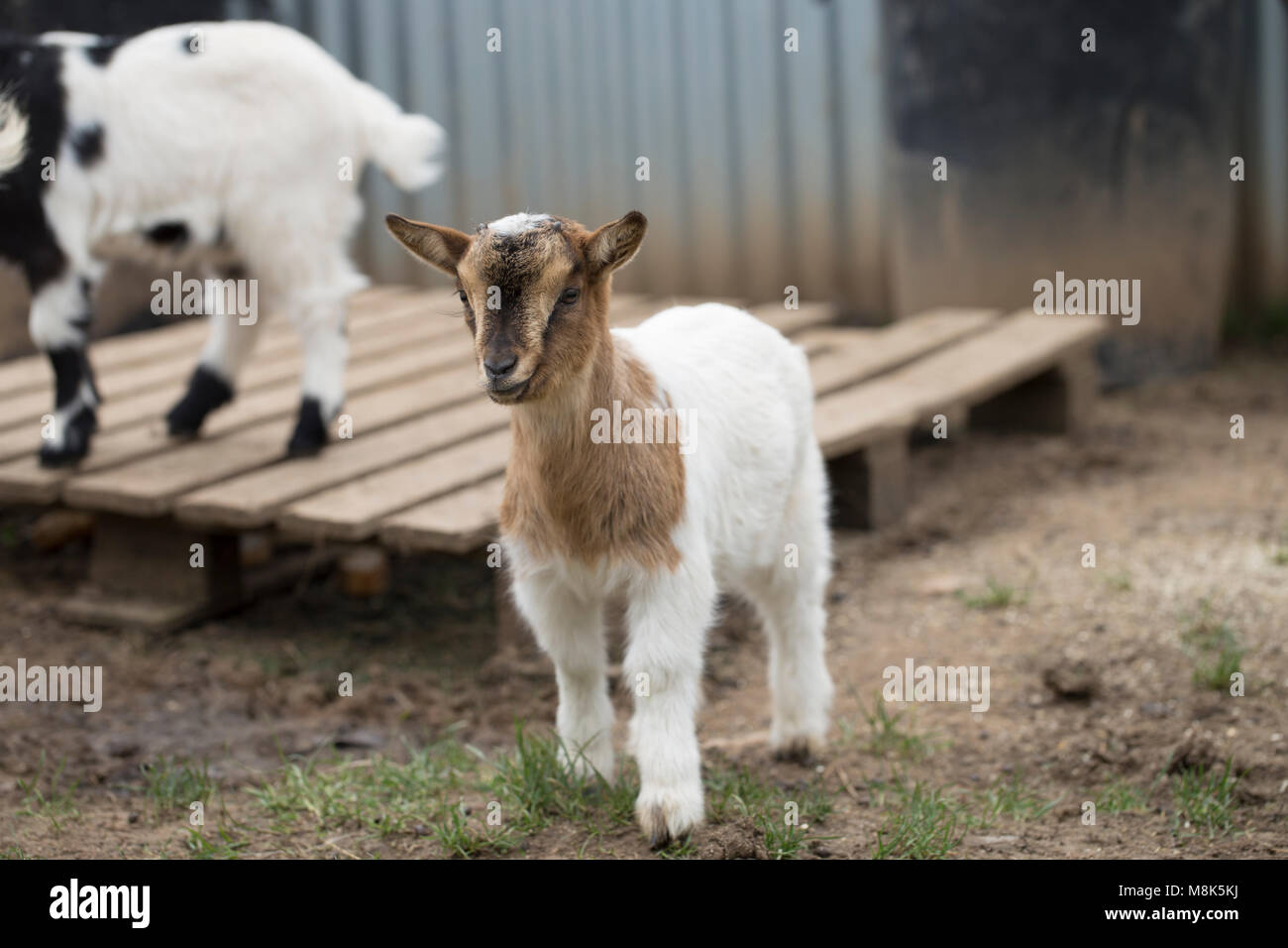 West african dwarf goat hi-res stock photography and images - Alamy
