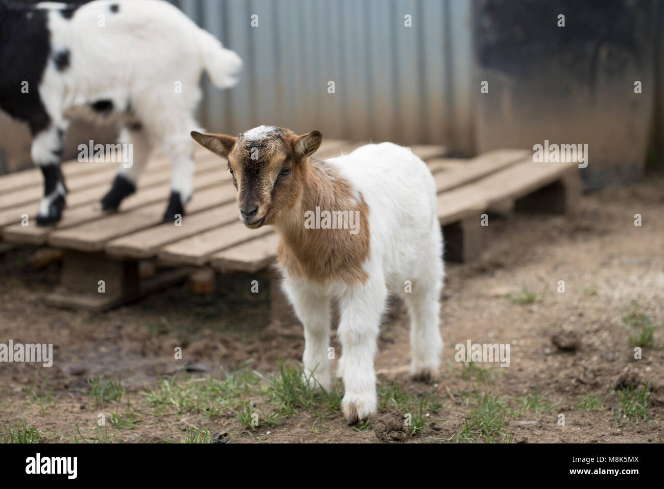 African pygmy goat Stock Photo - Alamy