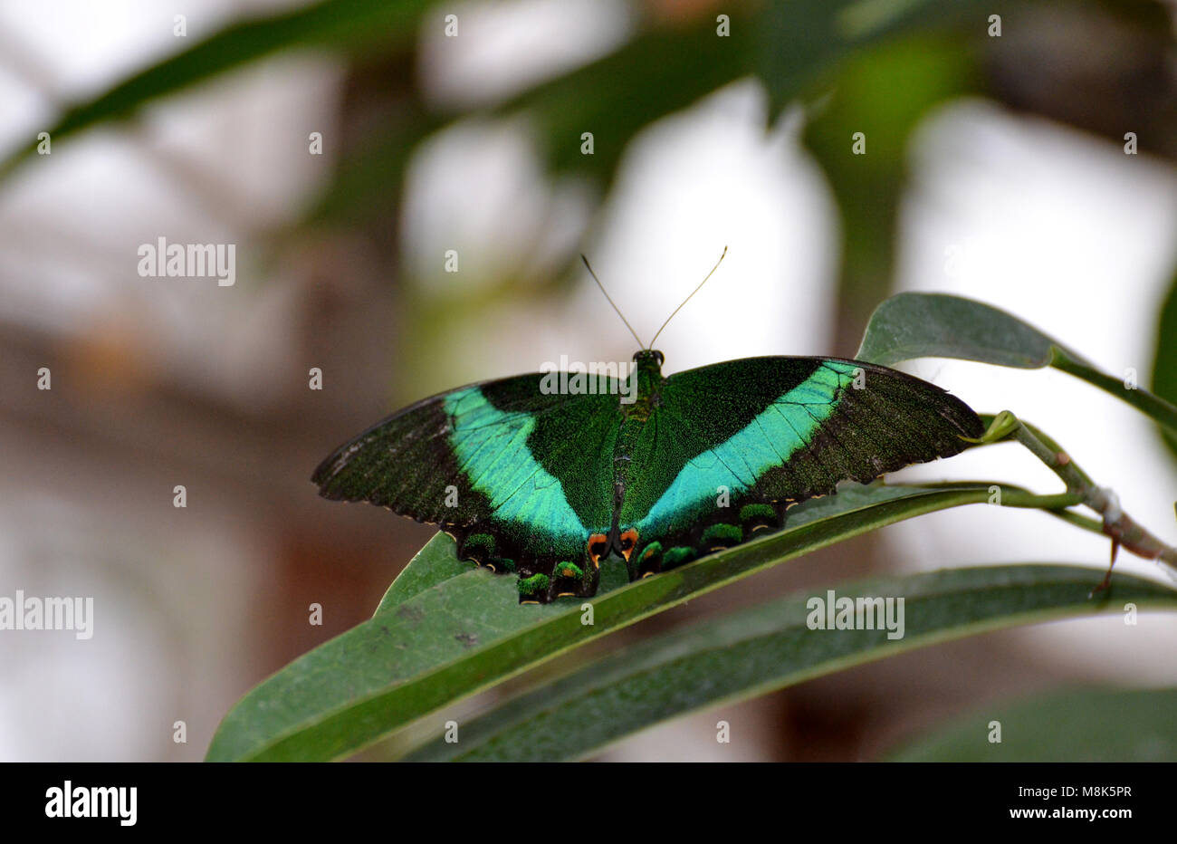 Green swallowtail butterfly hi-res stock photography and images - Alamy