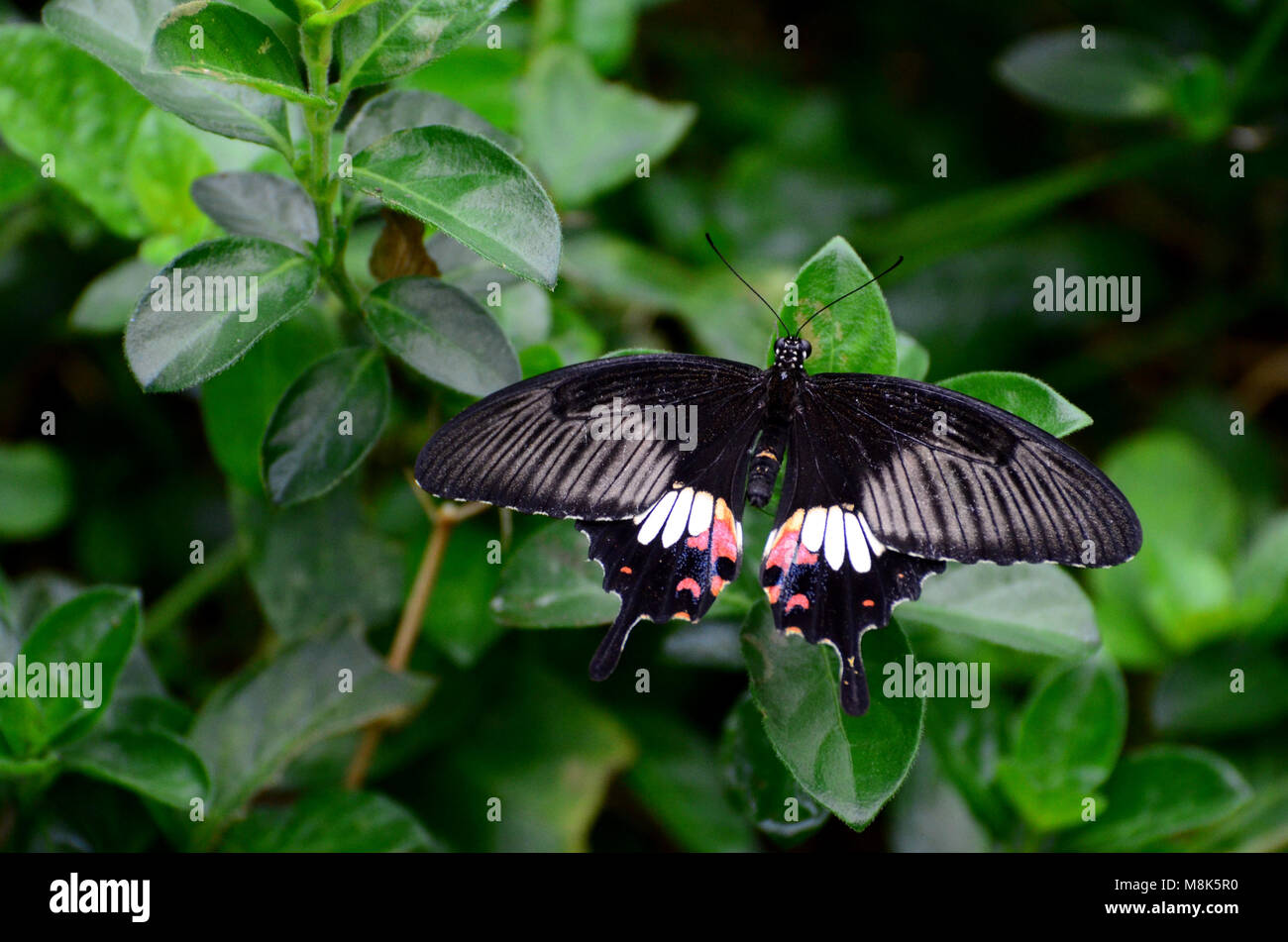 A Papilo Memnon Great Mormon butterfly at rest on leaf Stock Photo - Alamy