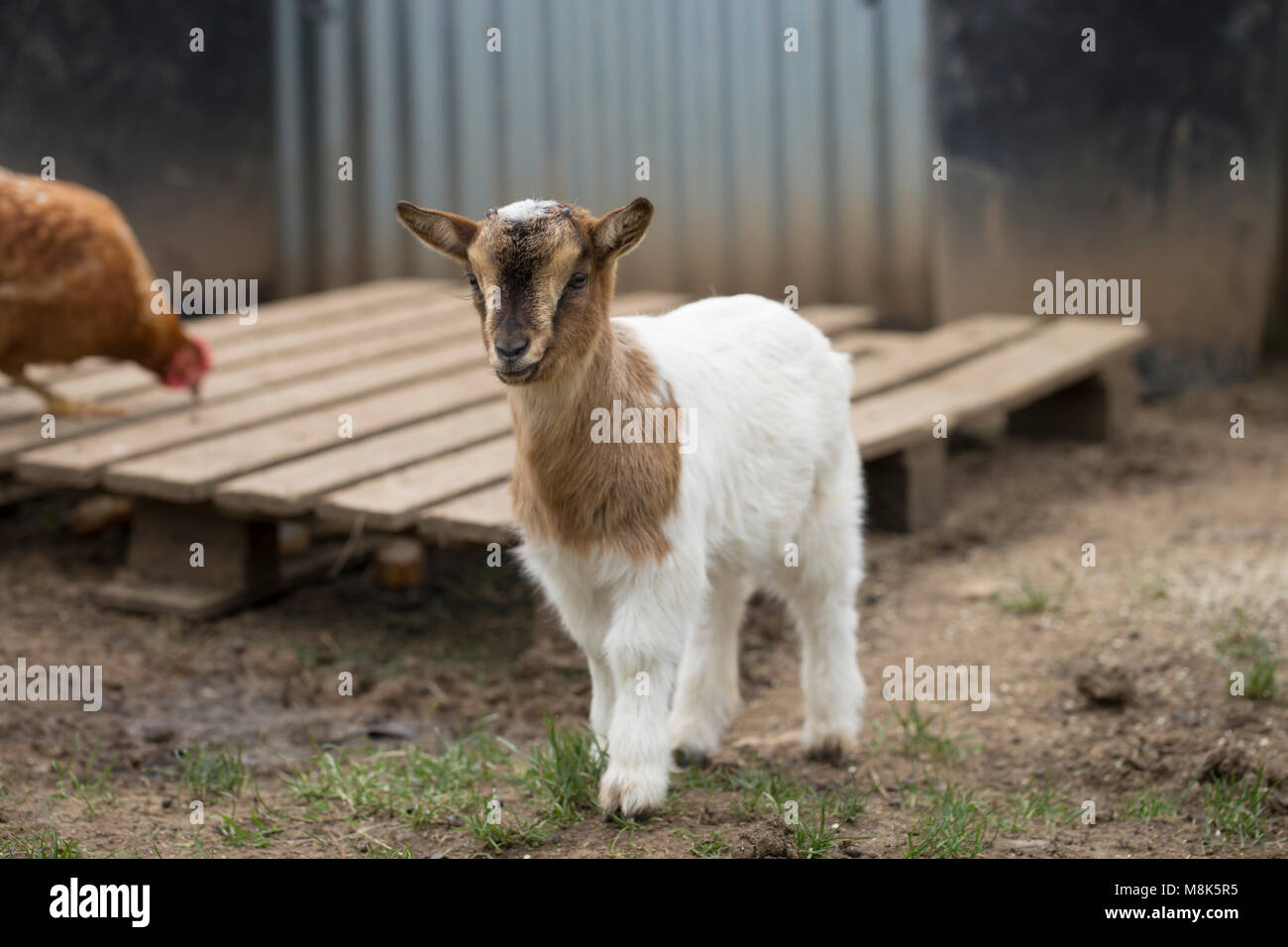 African goat farming hi-res stock photography and images - Alamy