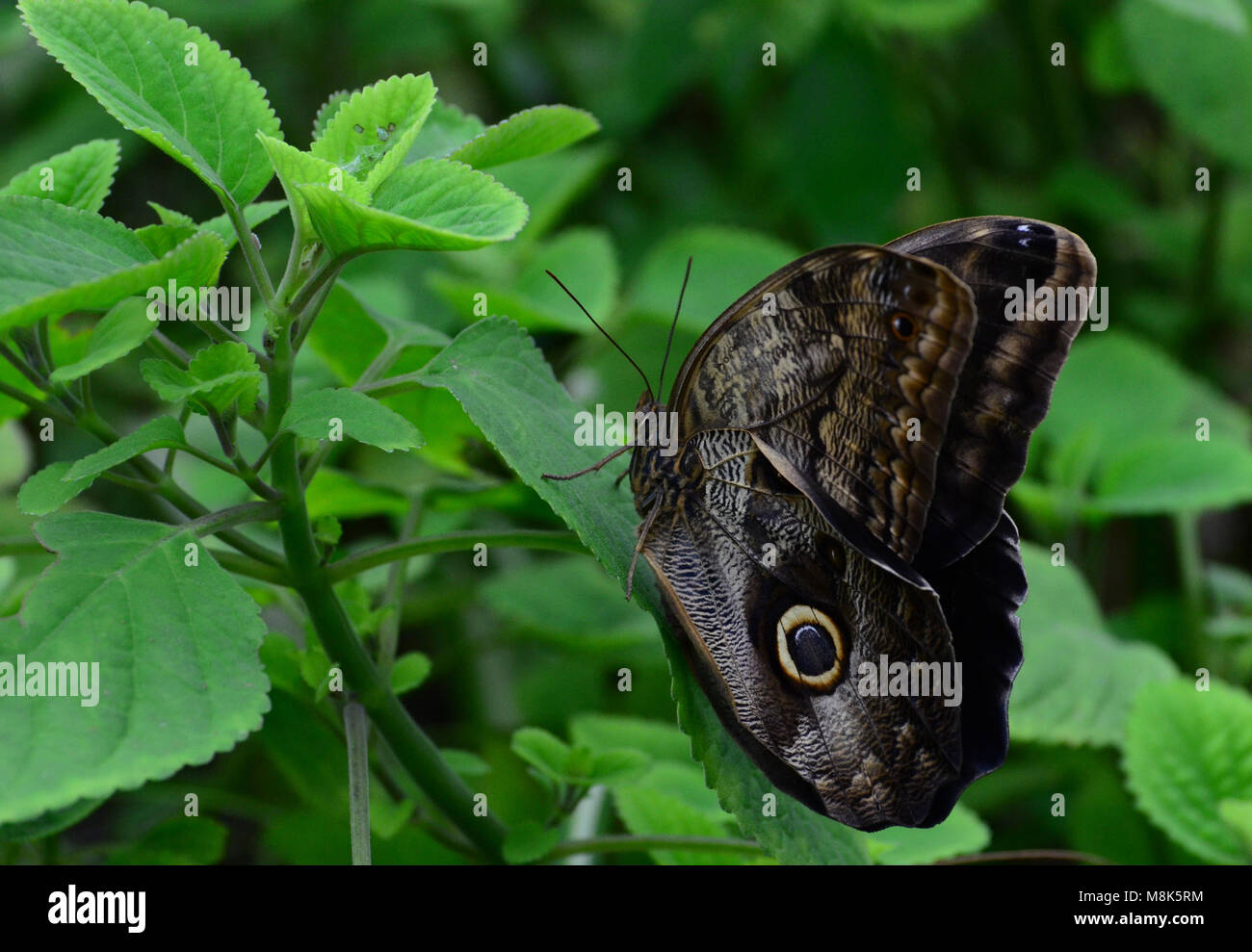 Butterfly wings closed hi-res stock photography and images - Alamy