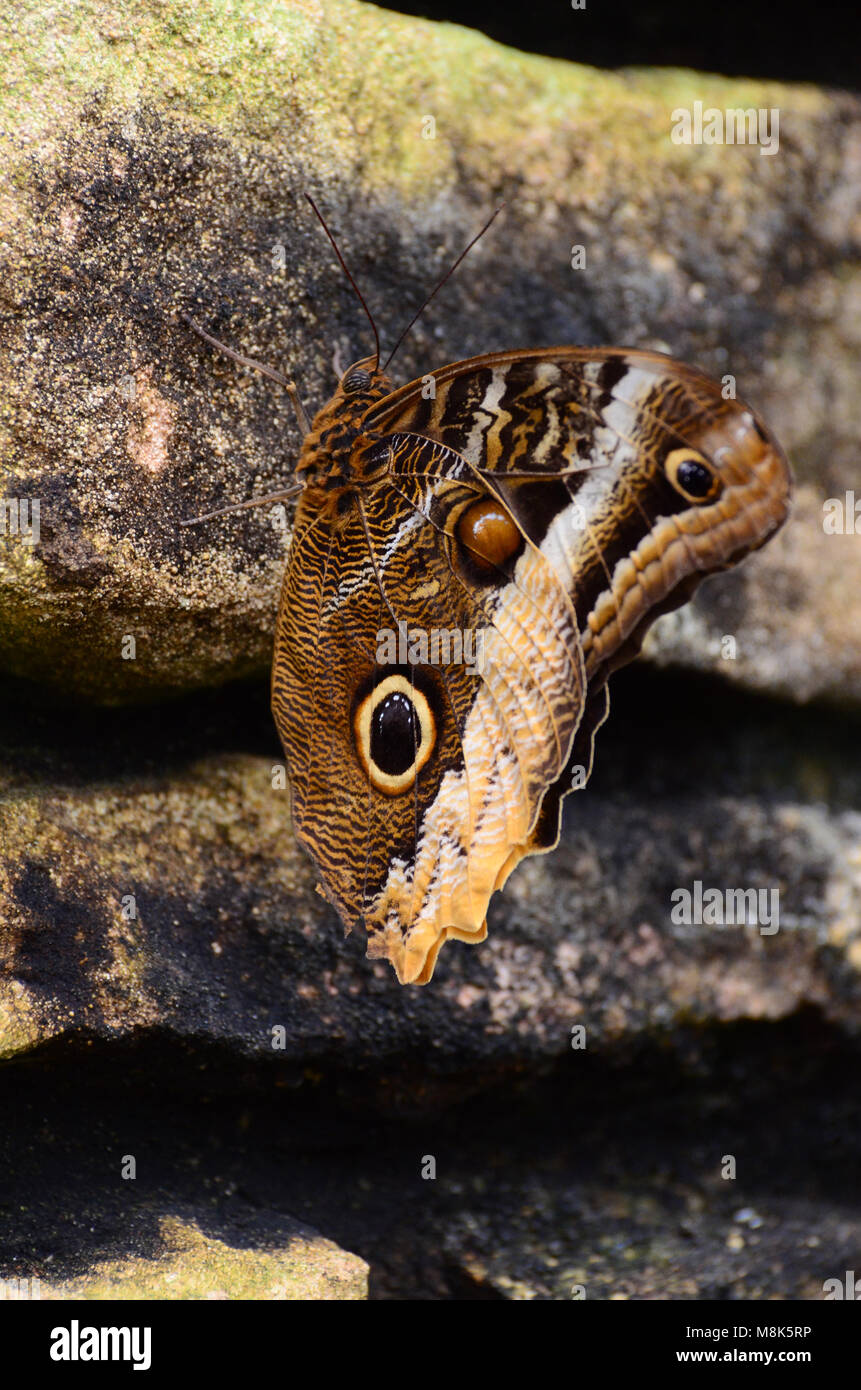 Butterfly wings closed hi-res stock photography and images - Alamy