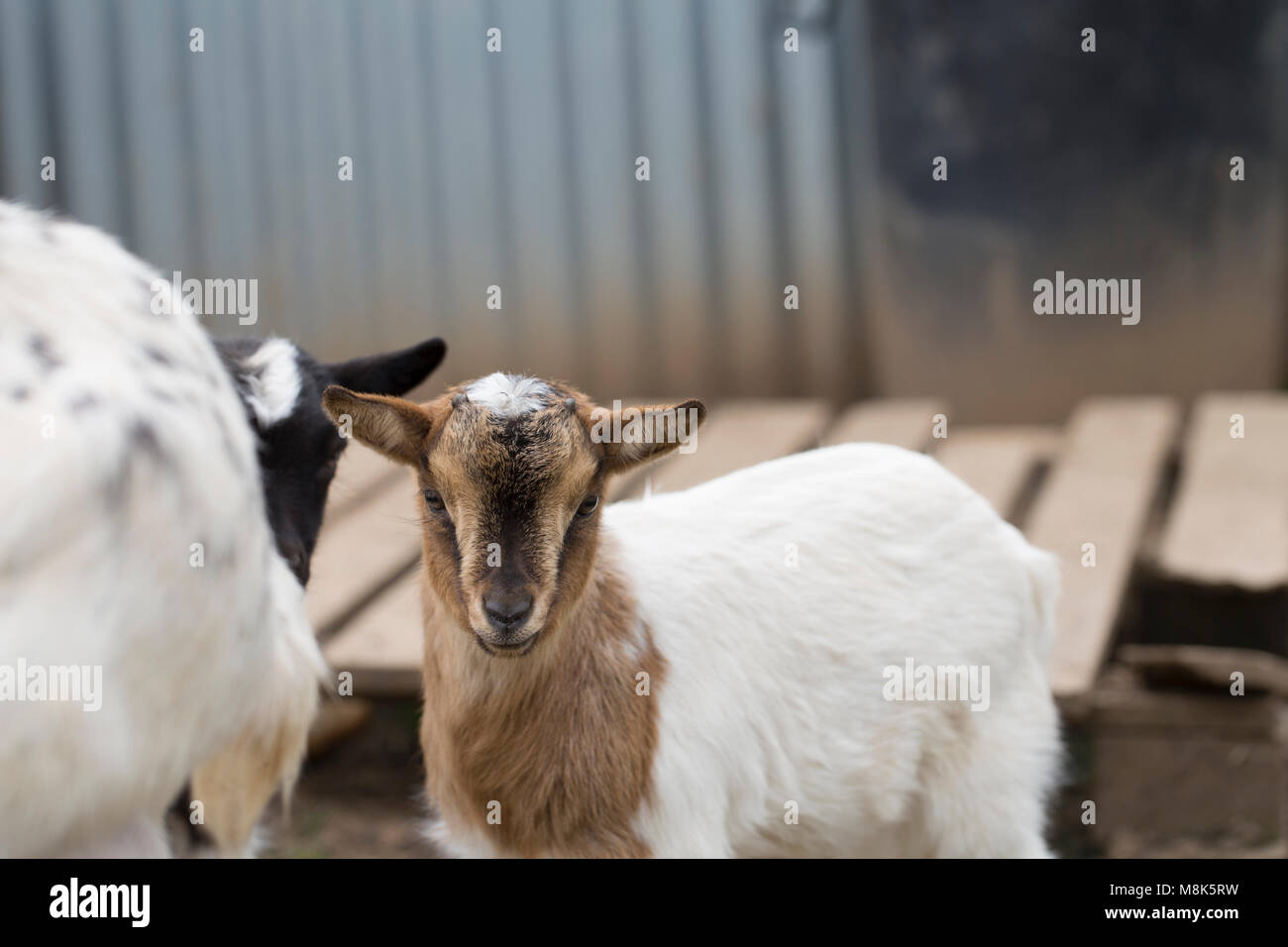 African pygmy goat Stock Photo - Alamy