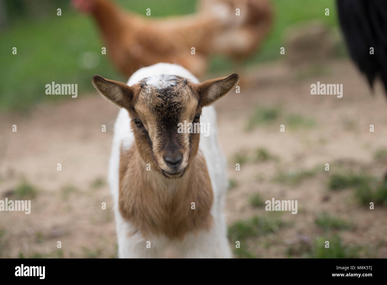 African pygmy goat Stock Photo - Alamy