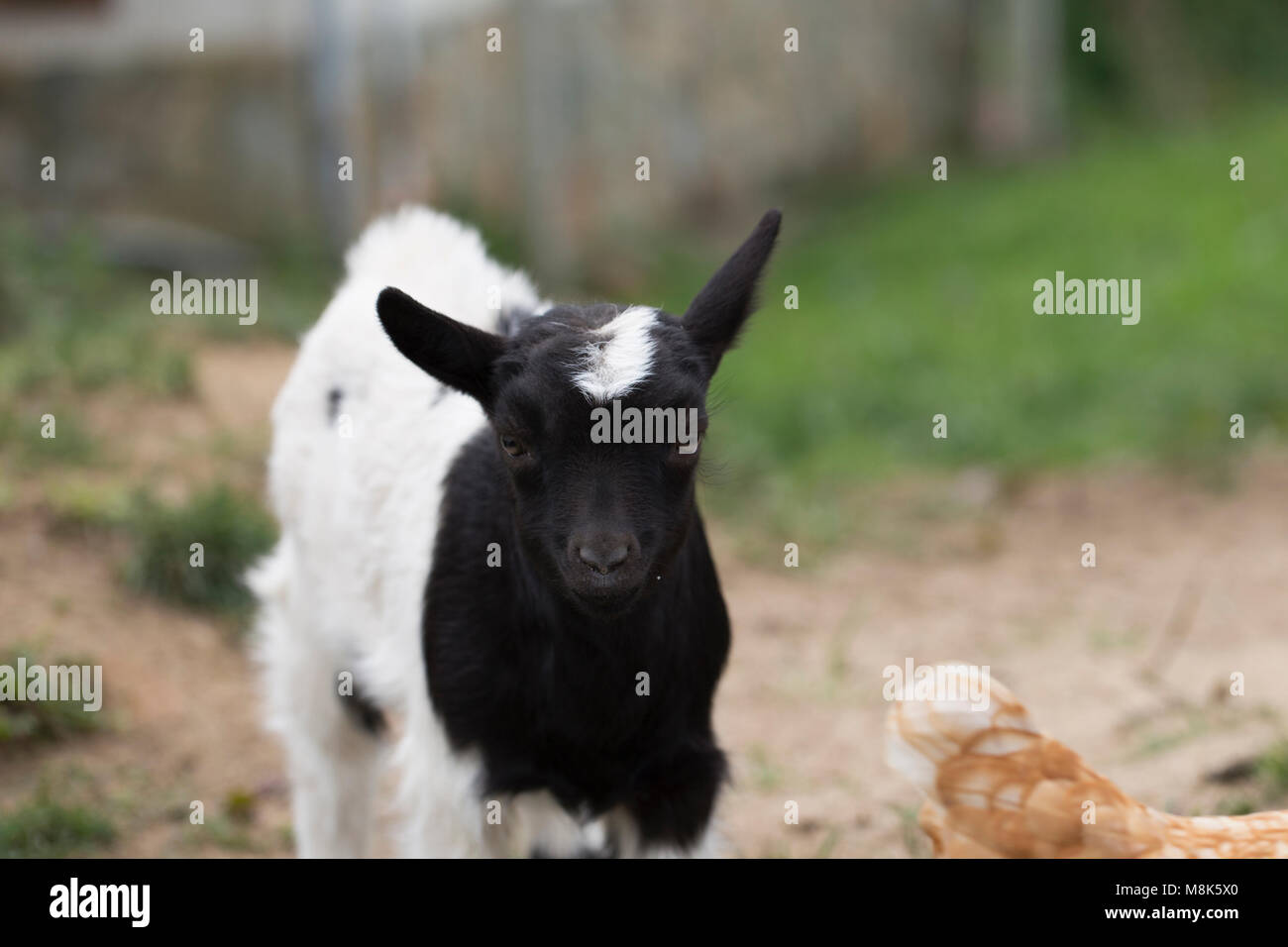 African pygmy goat Stock Photo - Alamy