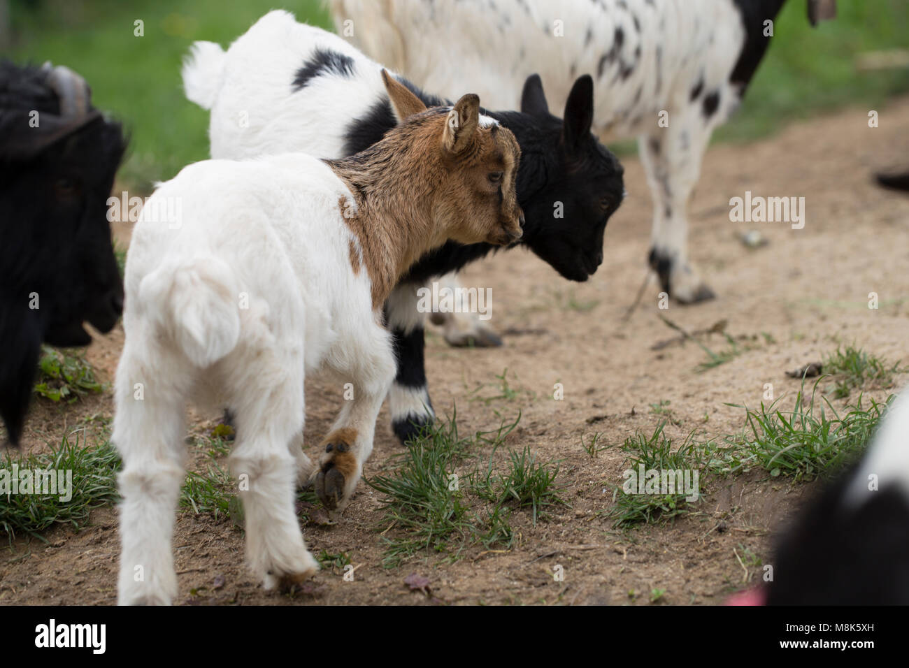 Two african pygmy goat Stock Photo - Alamy