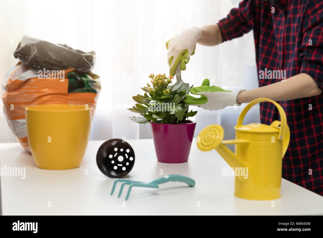 Female gardener houseplant hi-res stock photography and images - Alamy