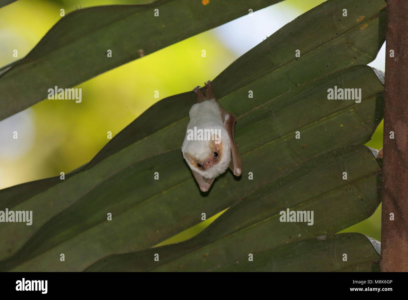 Pygmy white bat Stock Photo - Alamy
