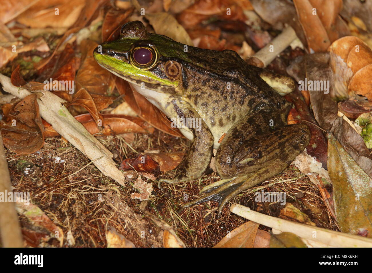 Costa Rica Frog Stock Photo - Alamy