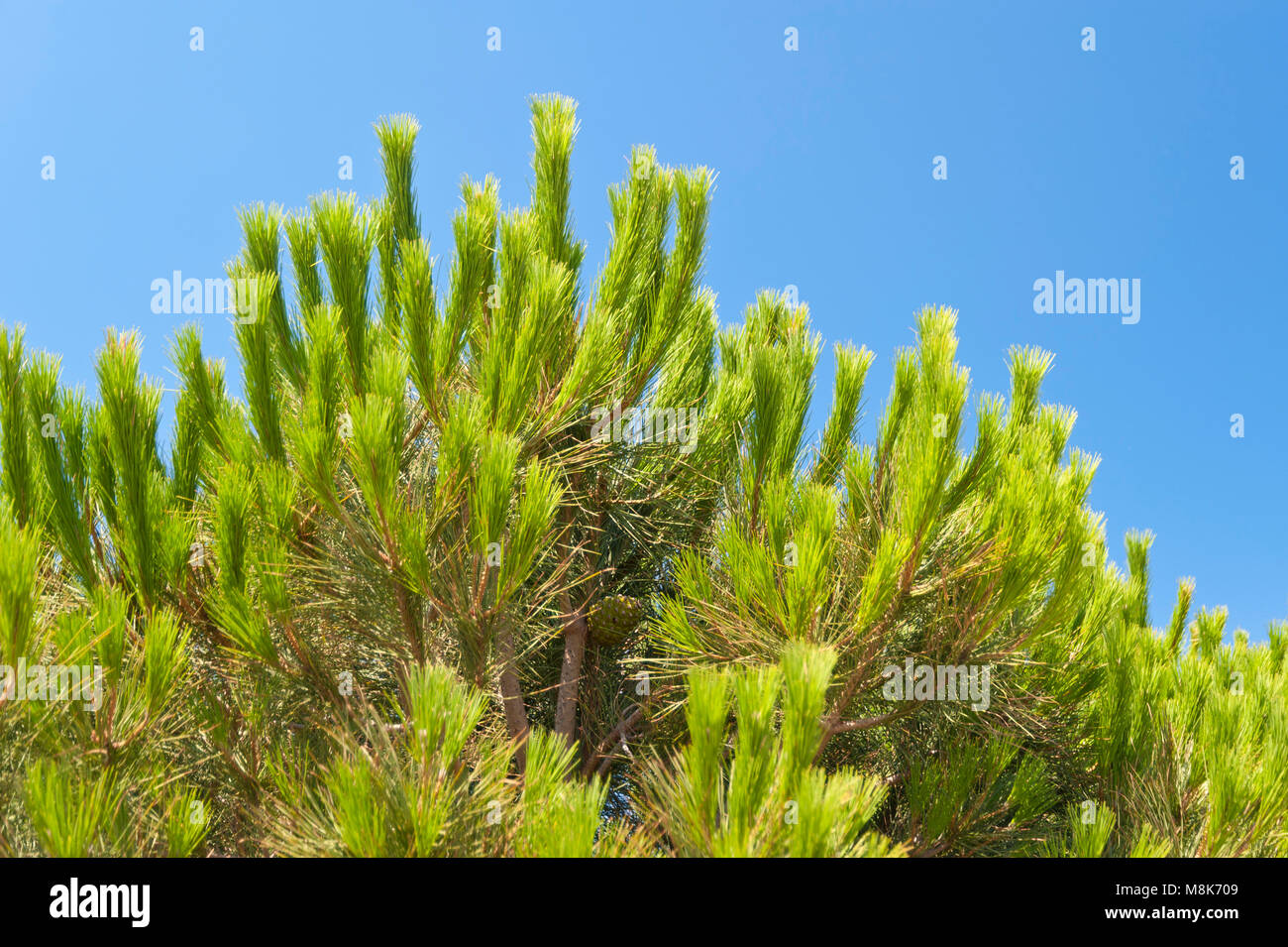 Aleppo pine greece hi-res stock photography and images - Alamy