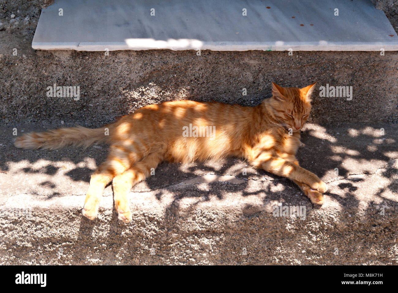 Cat on Samos Stock Photo - Alamy