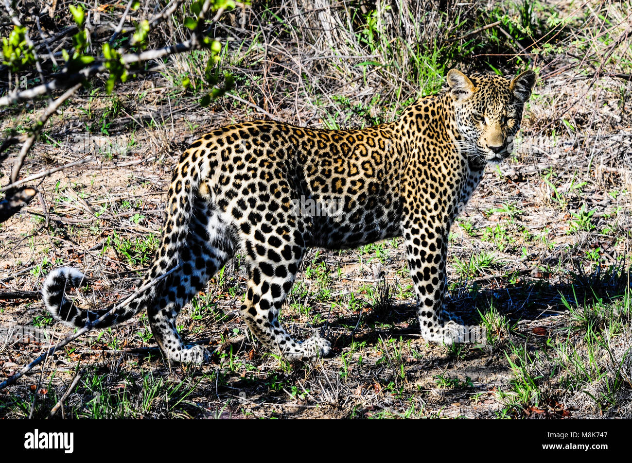 Female Leopard (Panthera pardus) walks along after hunt in the bush of ...