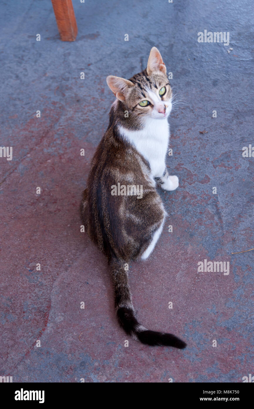 Cat on Samos Stock Photo - Alamy