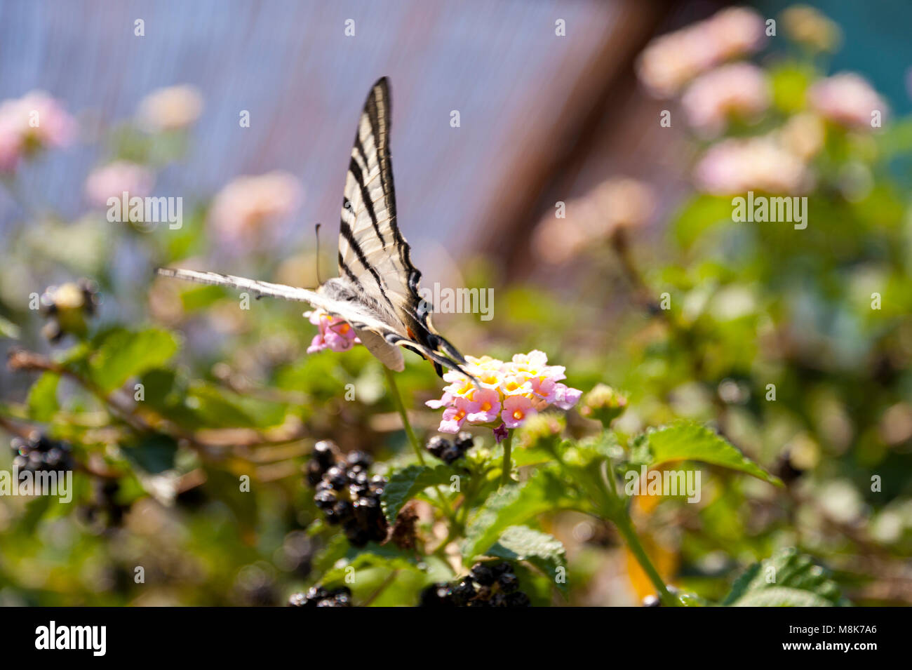Butterfly on Samos Stock Photo - Alamy