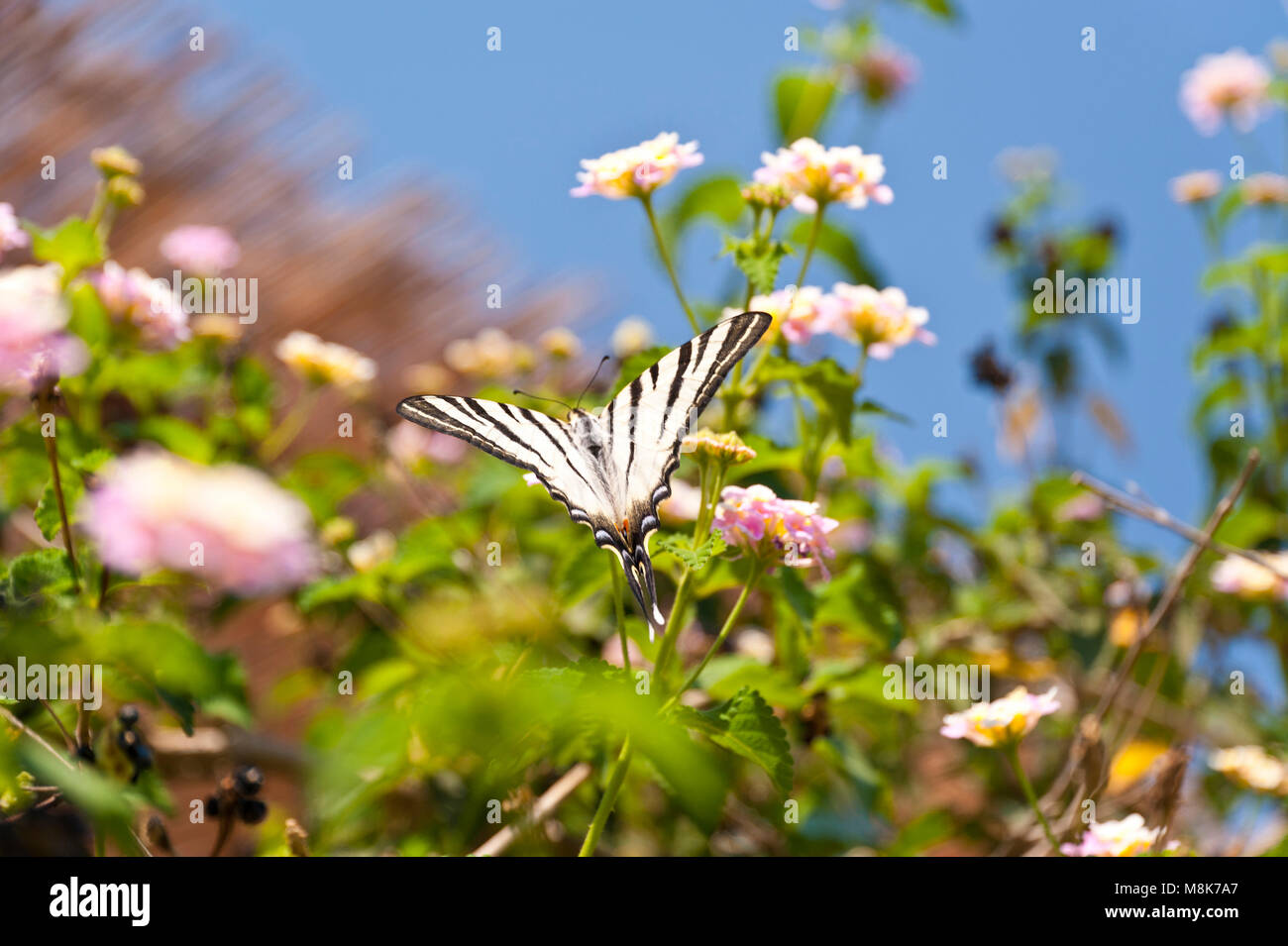 Butterfly on Samos Stock Photo - Alamy